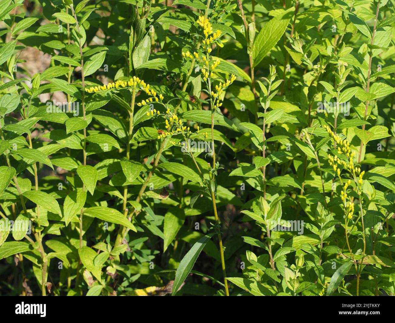 common wrinkle-leaved goldenrod (Solidago rugosa Stock Photo - Alamy