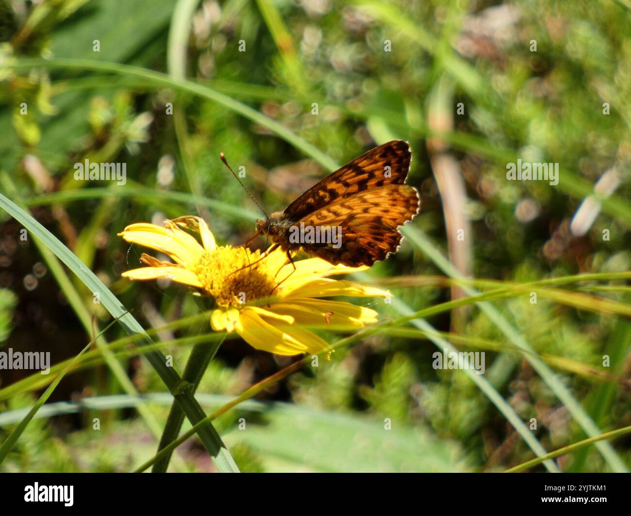 Titania's fritillary hi-res stock photography and images - Alamy