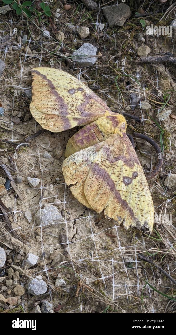 Imperial Moth (Eacles imperialis Stock Photo - Alamy