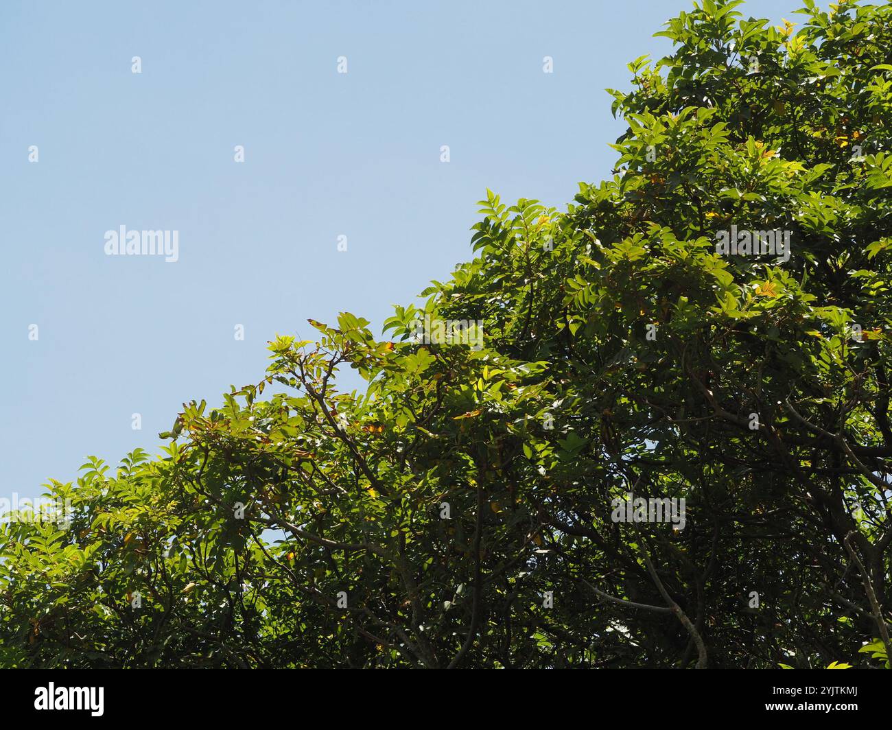 (Rhus chinensis roxburghii Stock Photo - Alamy