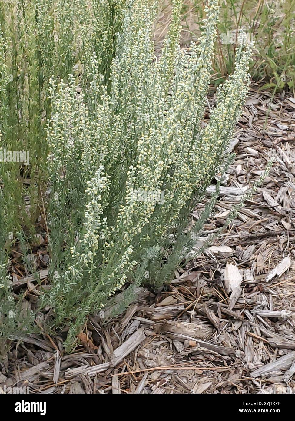 Carruth's Sagewort (Artemisia carruthii Stock Photo - Alamy