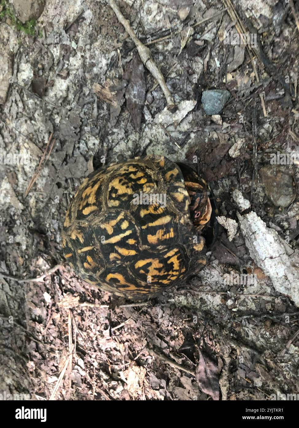 Eastern Box Turtle (Terrapene carolina carolina Stock Photo - Alamy