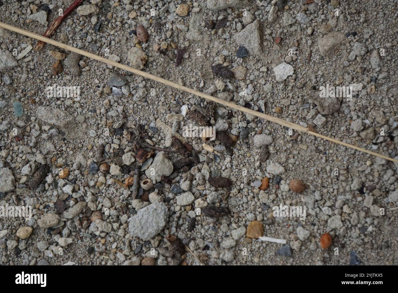 Bushy-tailed Woodrat (Neotoma cinerea Stock Photo - Alamy