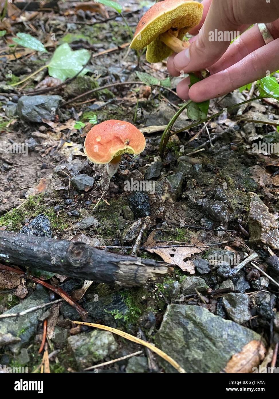 Bicolor bolete hi-res stock photography and images - Alamy