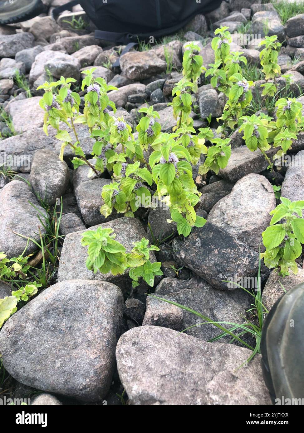 corn mint (Mentha arvensis Stock Photo - Alamy