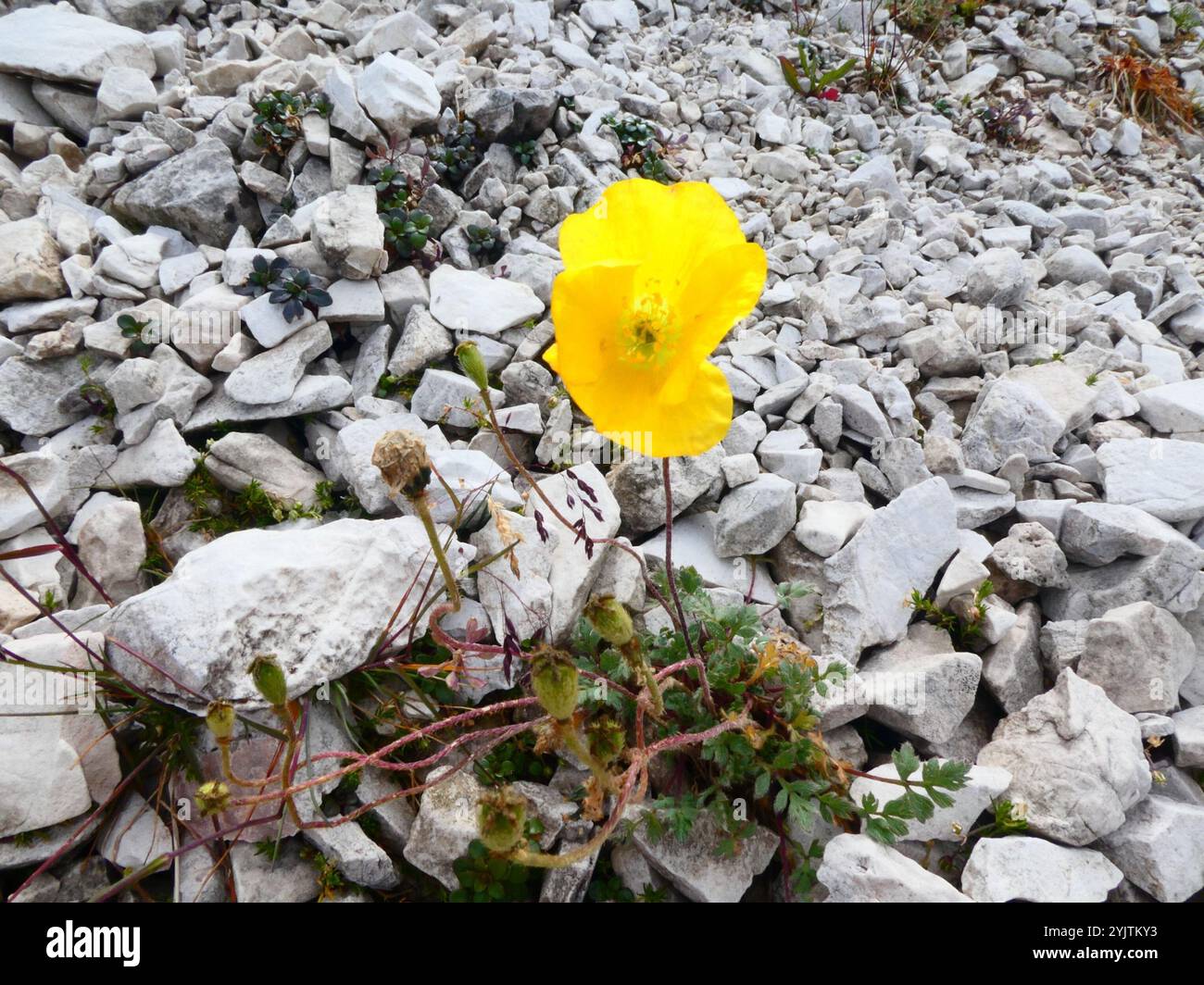 Alpine Poppy (Papaver alpinum Stock Photo - Alamy