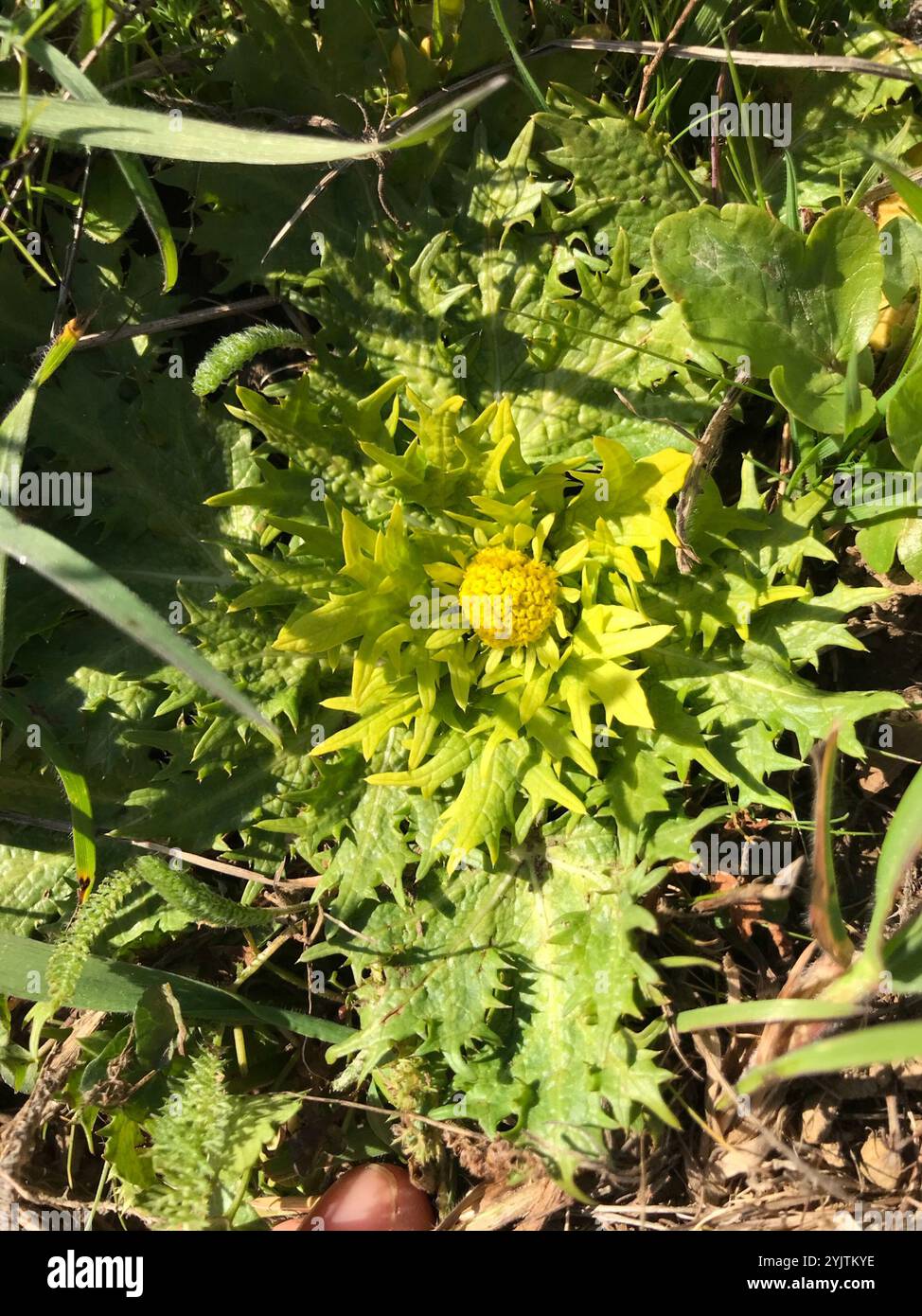 Sanicula arctopoides hi-res stock photography and images - Alamy