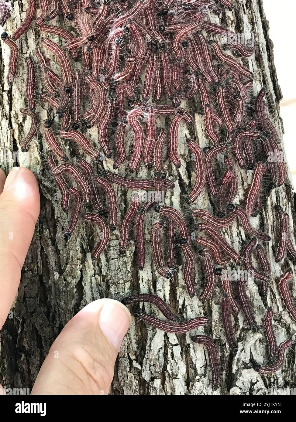 Walnut Caterpillar Moth (Datana integerrima Stock Photo - Alamy