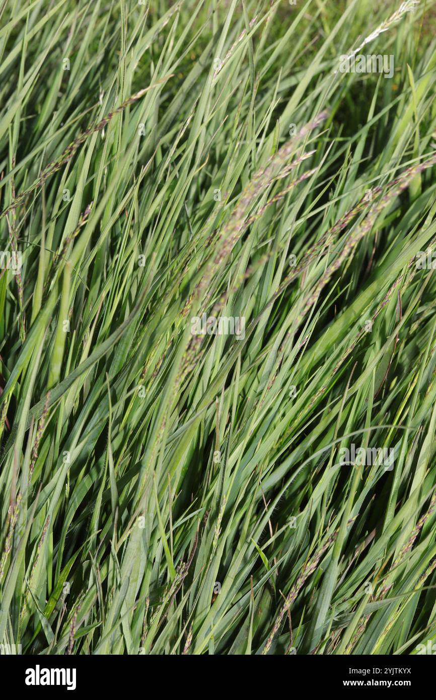 Purple moor grass (Molinia caerulea Stock Photo - Alamy