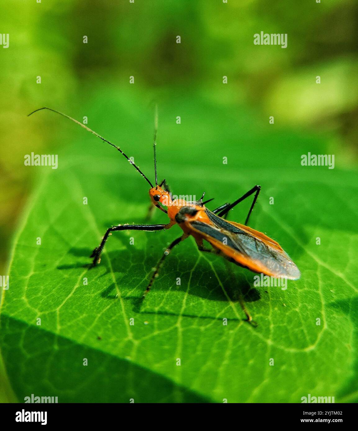 Red Bull Assassin Bug (Repipta taurus Stock Photo - Alamy