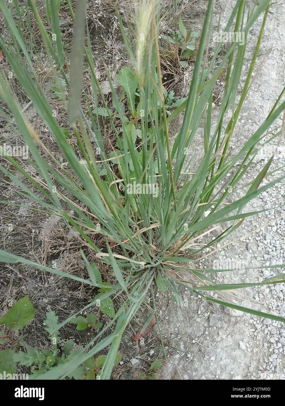 Foxtail Barley (Hordeum jubatum Stock Photo - Alamy