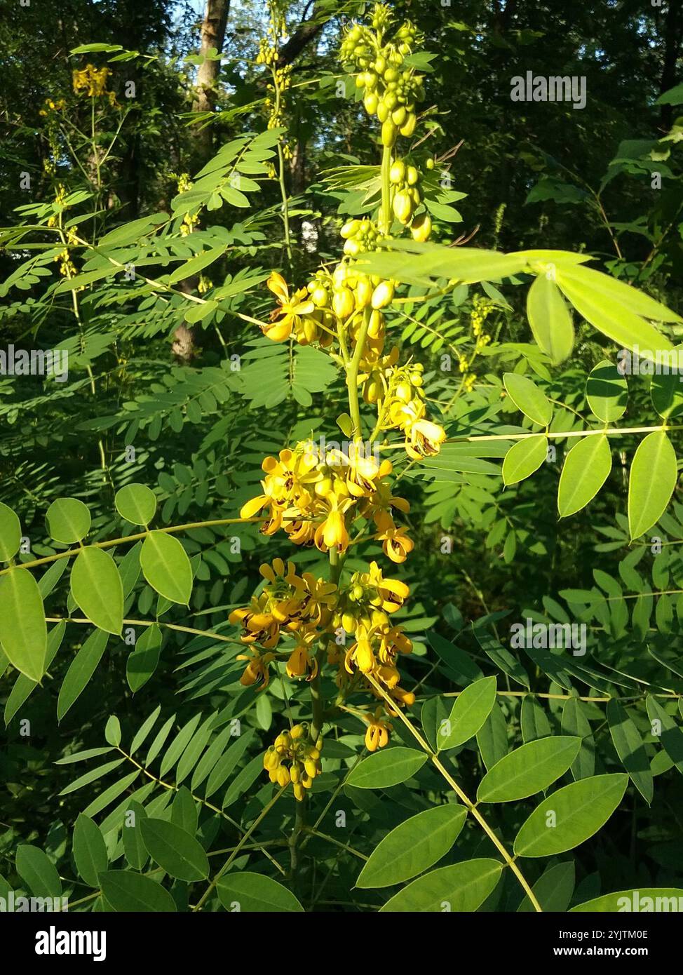 American senna (Senna hebecarpa Stock Photo - Alamy