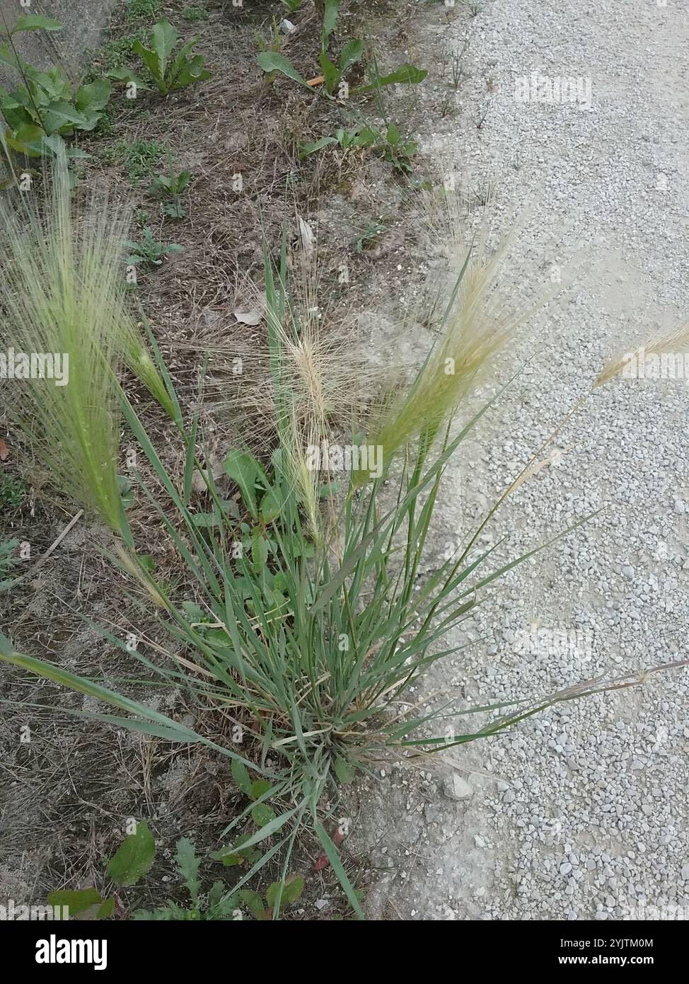 Foxtail Barley (Hordeum jubatum Stock Photo - Alamy