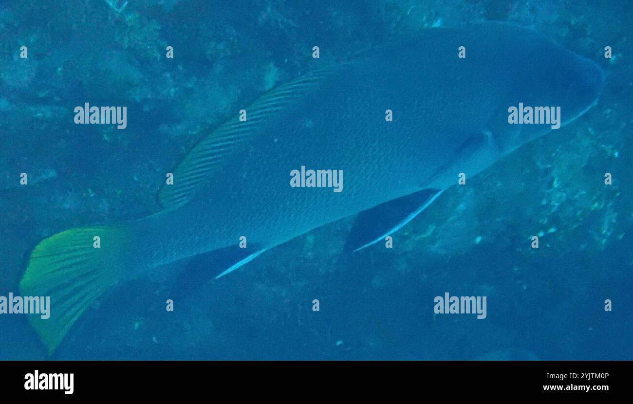 Brown Meagre (Sciaena umbra Stock Photo - Alamy