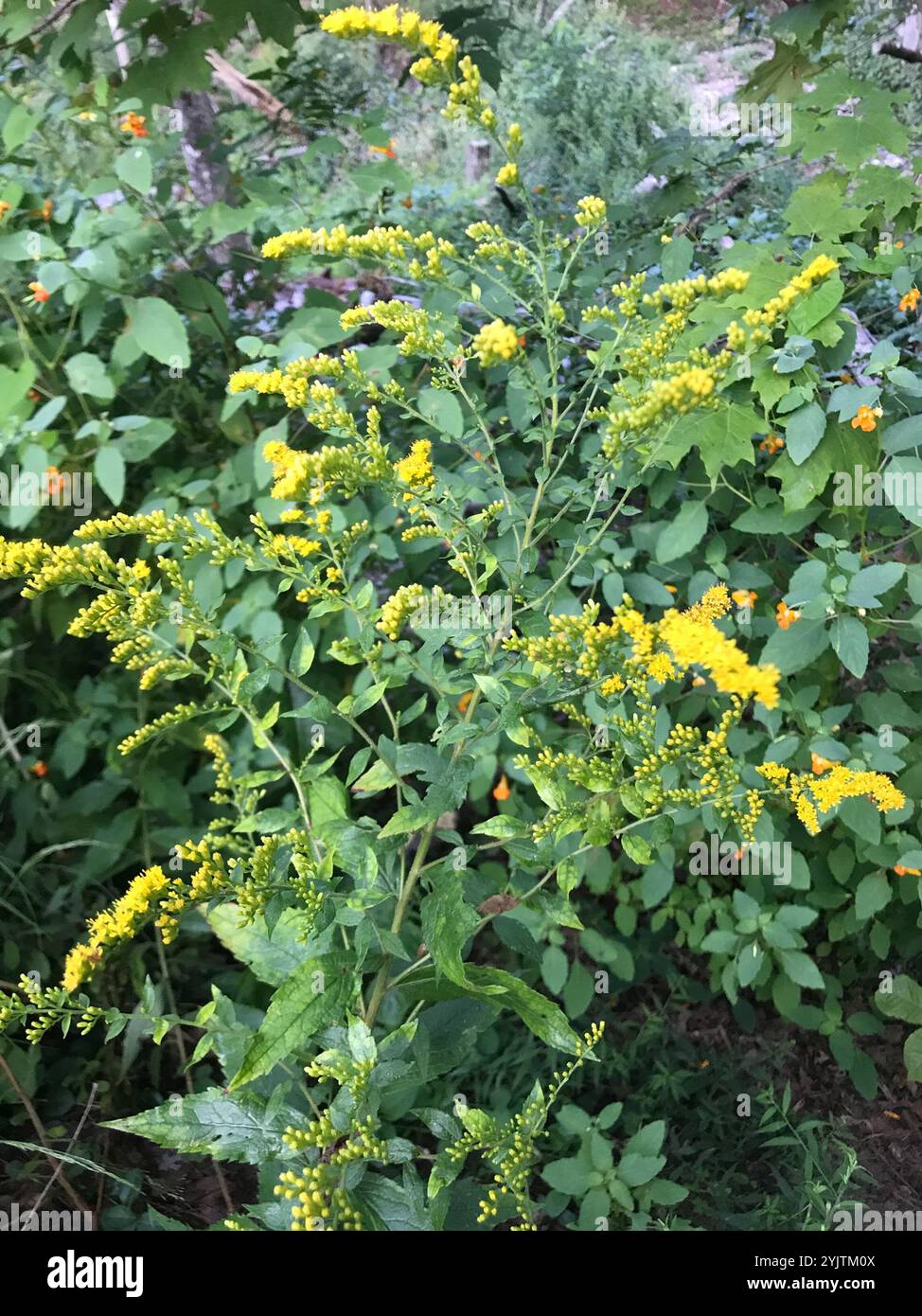 common wrinkle-leaved goldenrod (Solidago rugosa Stock Photo - Alamy