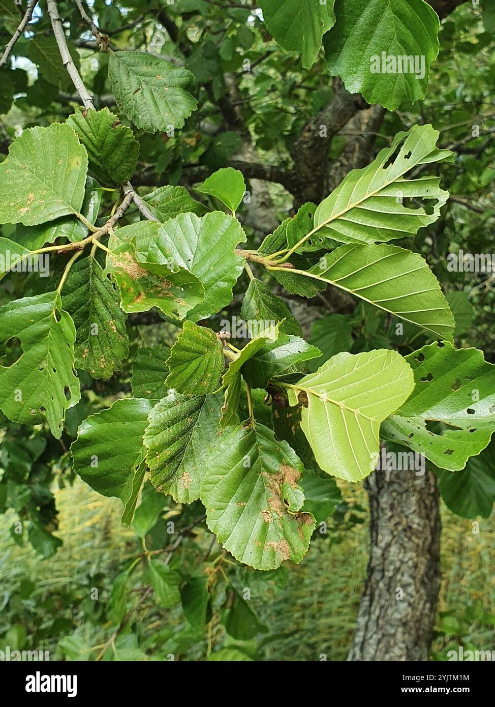common alder (Alnus glutinosa Stock Photo - Alamy