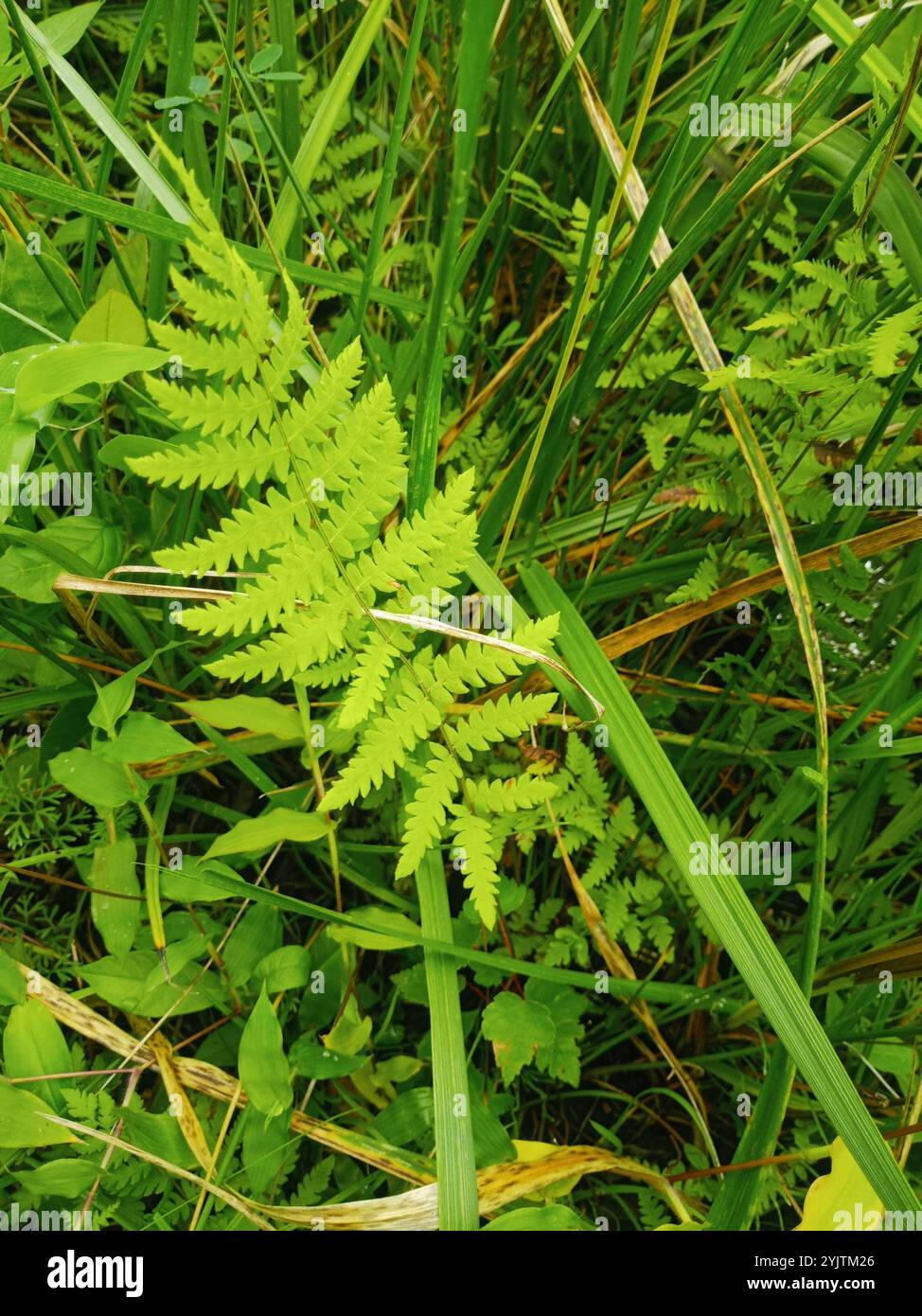 marsh fern (Thelypteris palustris Stock Photo - Alamy