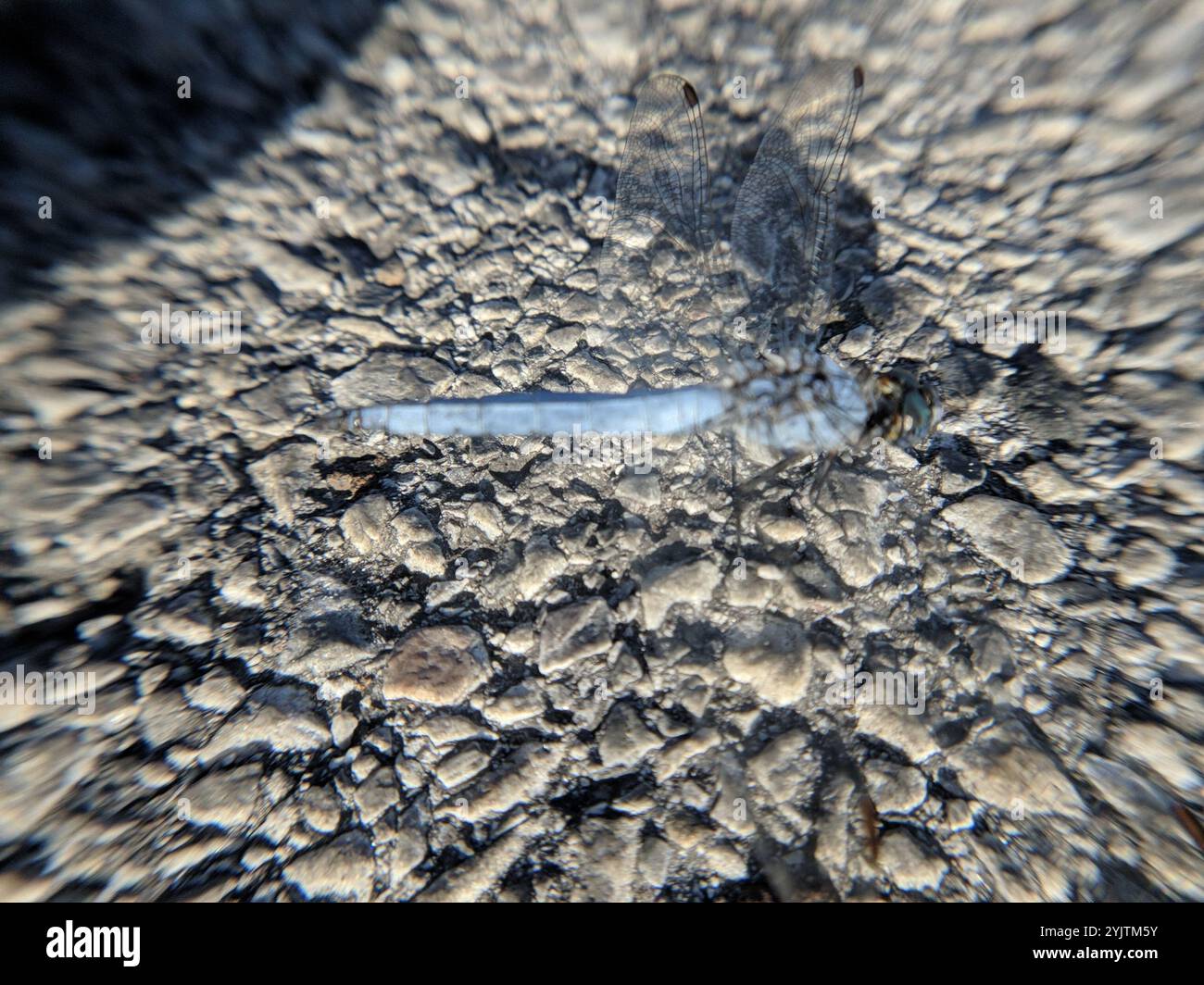 Southern Skimmer (Orthetrum brunneum Stock Photo - Alamy