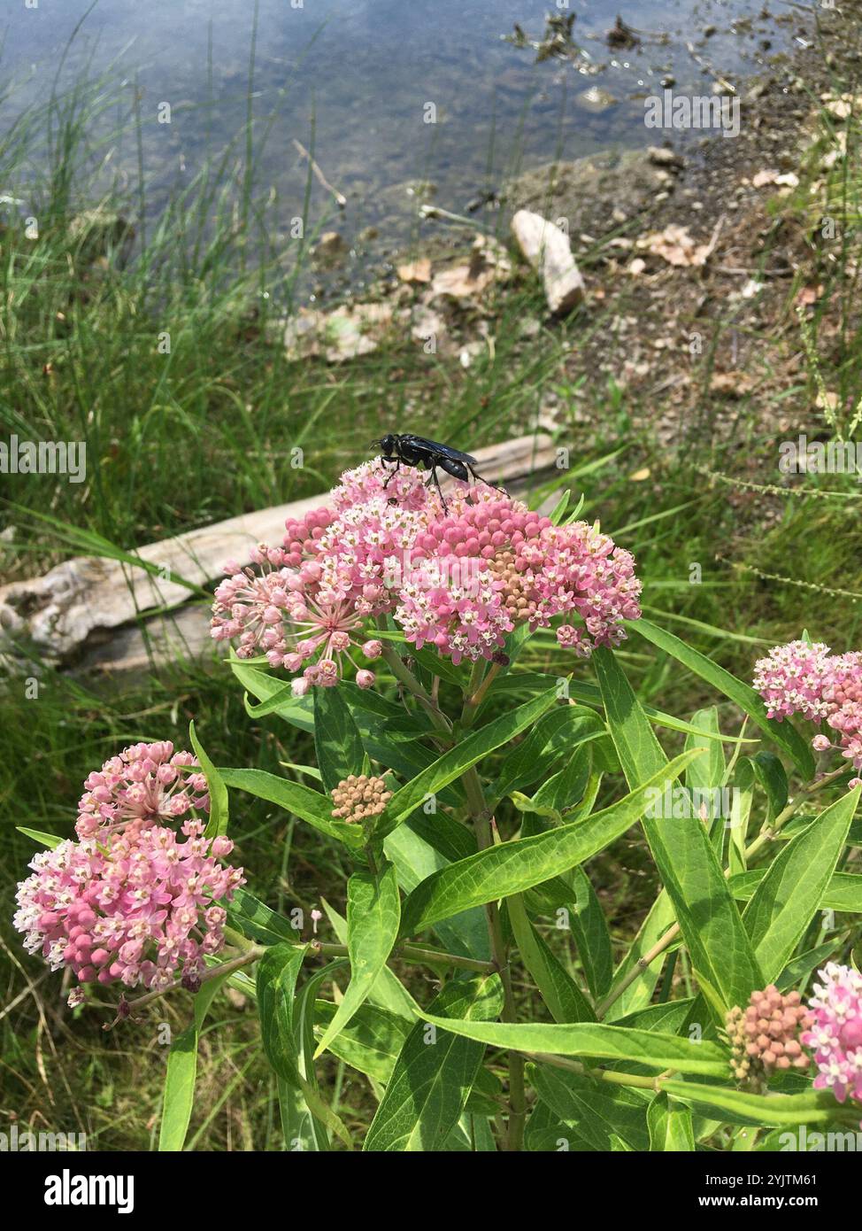 Great Black Digger Wasp (Sphex pensylvanicus Stock Photo - Alamy