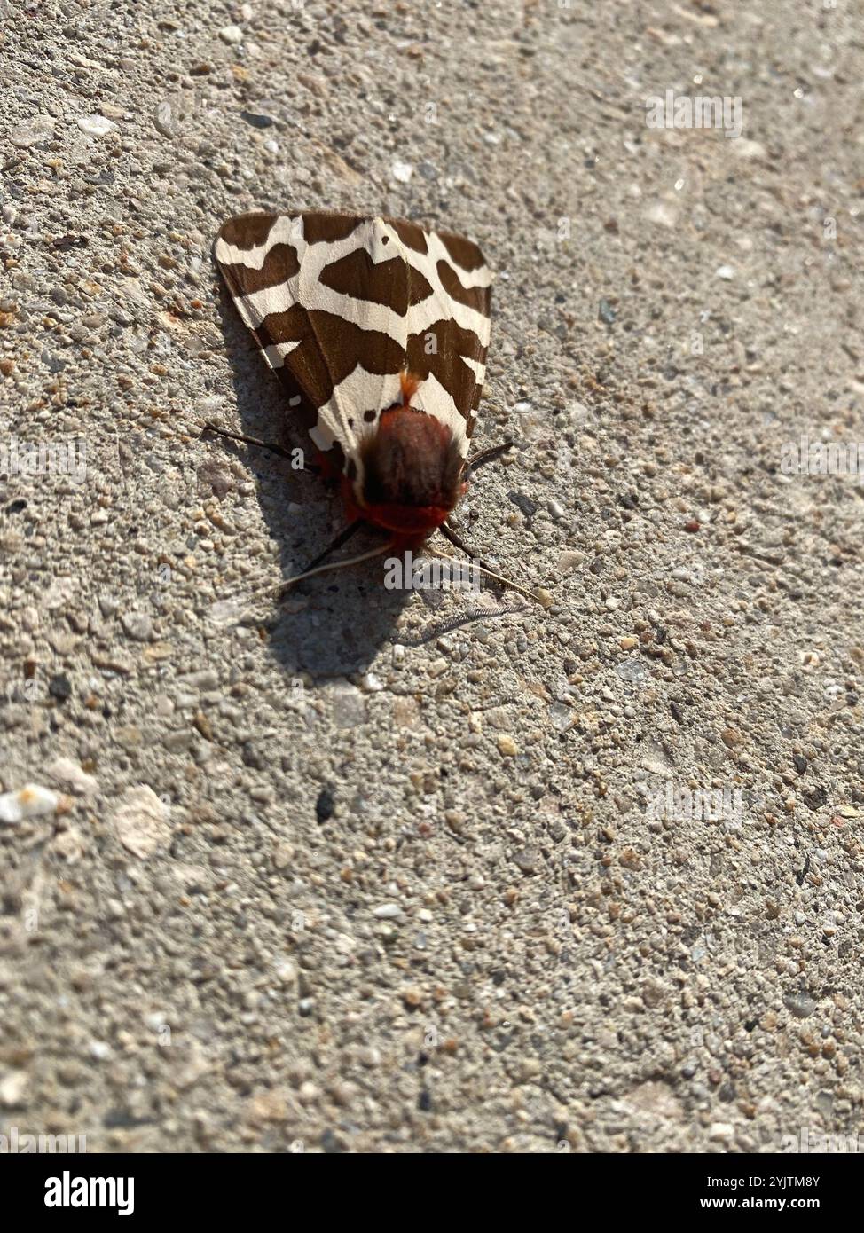 Garden Tiger (Arctia caja Stock Photo - Alamy