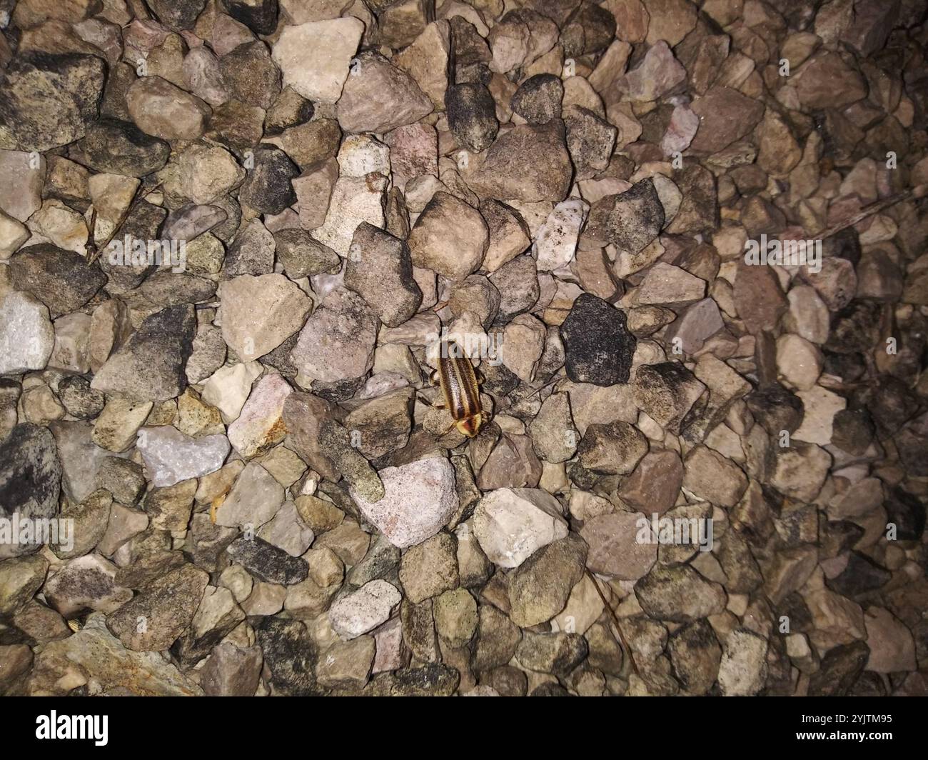 Photuris hi-res stock photography and images - Alamy