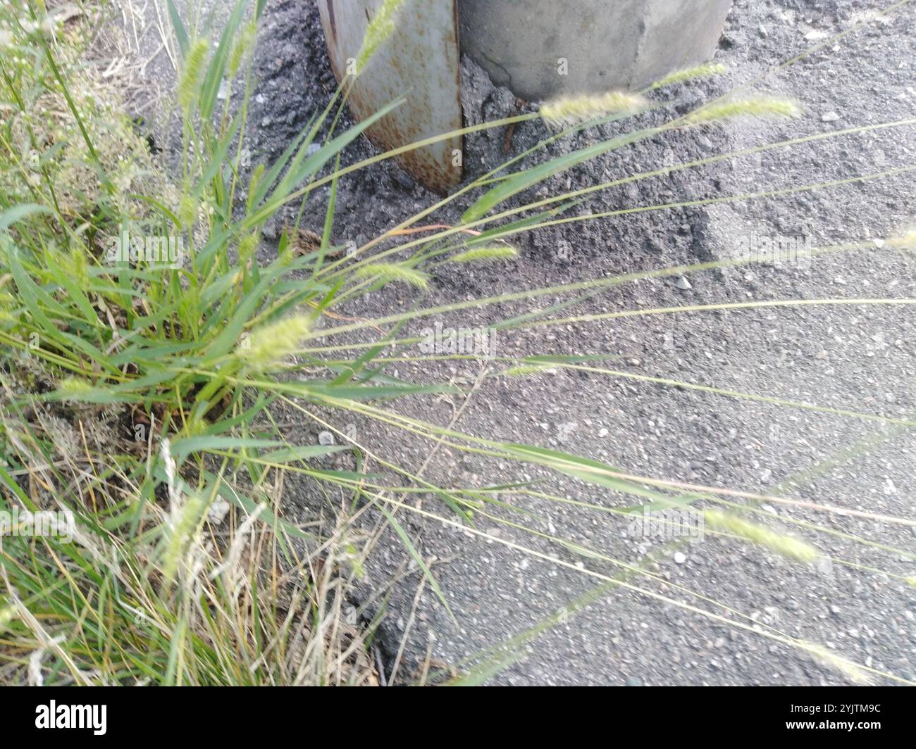 Green Bristle Grass (Setaria viridis Stock Photo - Alamy
