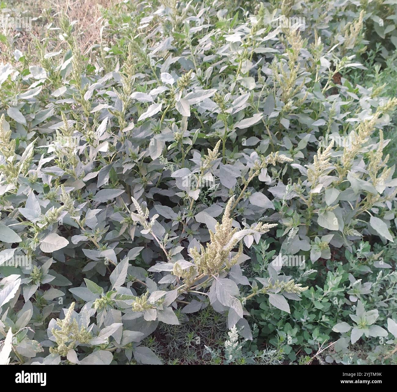 Redroot Amaranth (Amaranthus retroflexus Stock Photo - Alamy