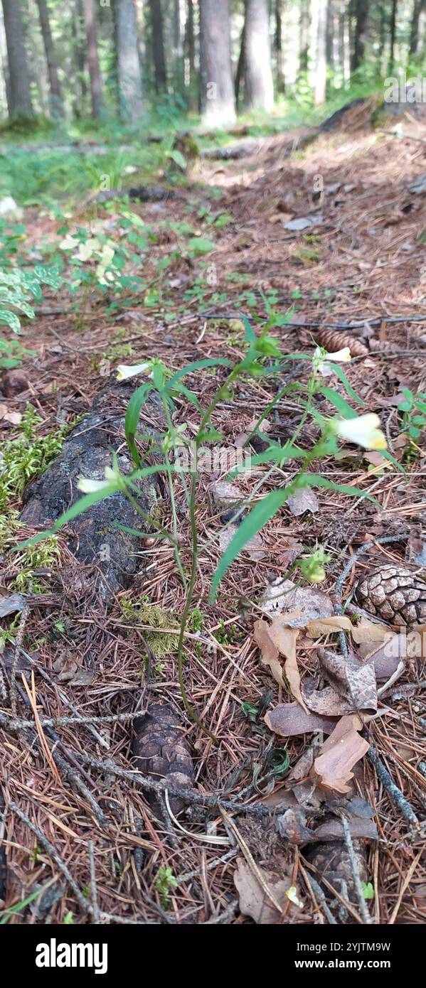 Common Cow-wheat (Melampyrum pratense Stock Photo - Alamy