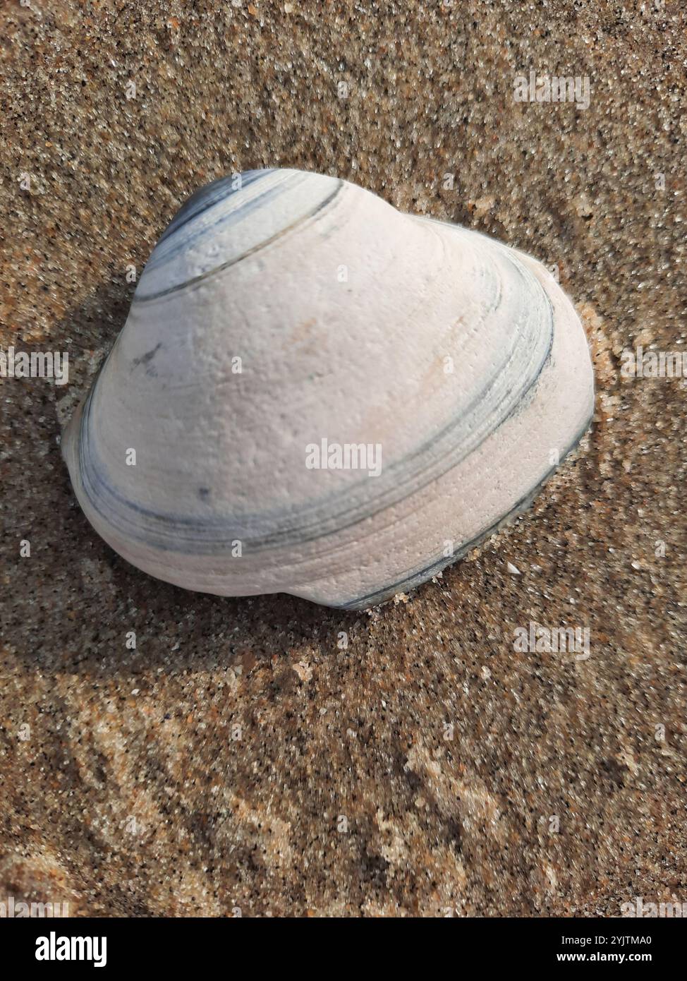 Spisula solidissima hi-res stock photography and images - Alamy