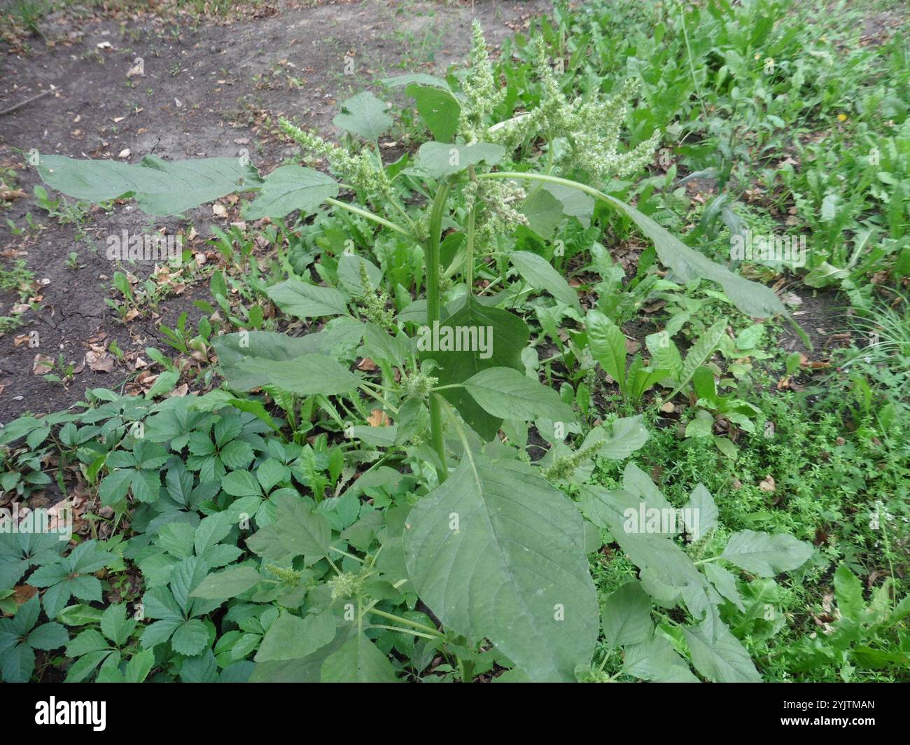 Redroot Amaranth (Amaranthus retroflexus Stock Photo - Alamy