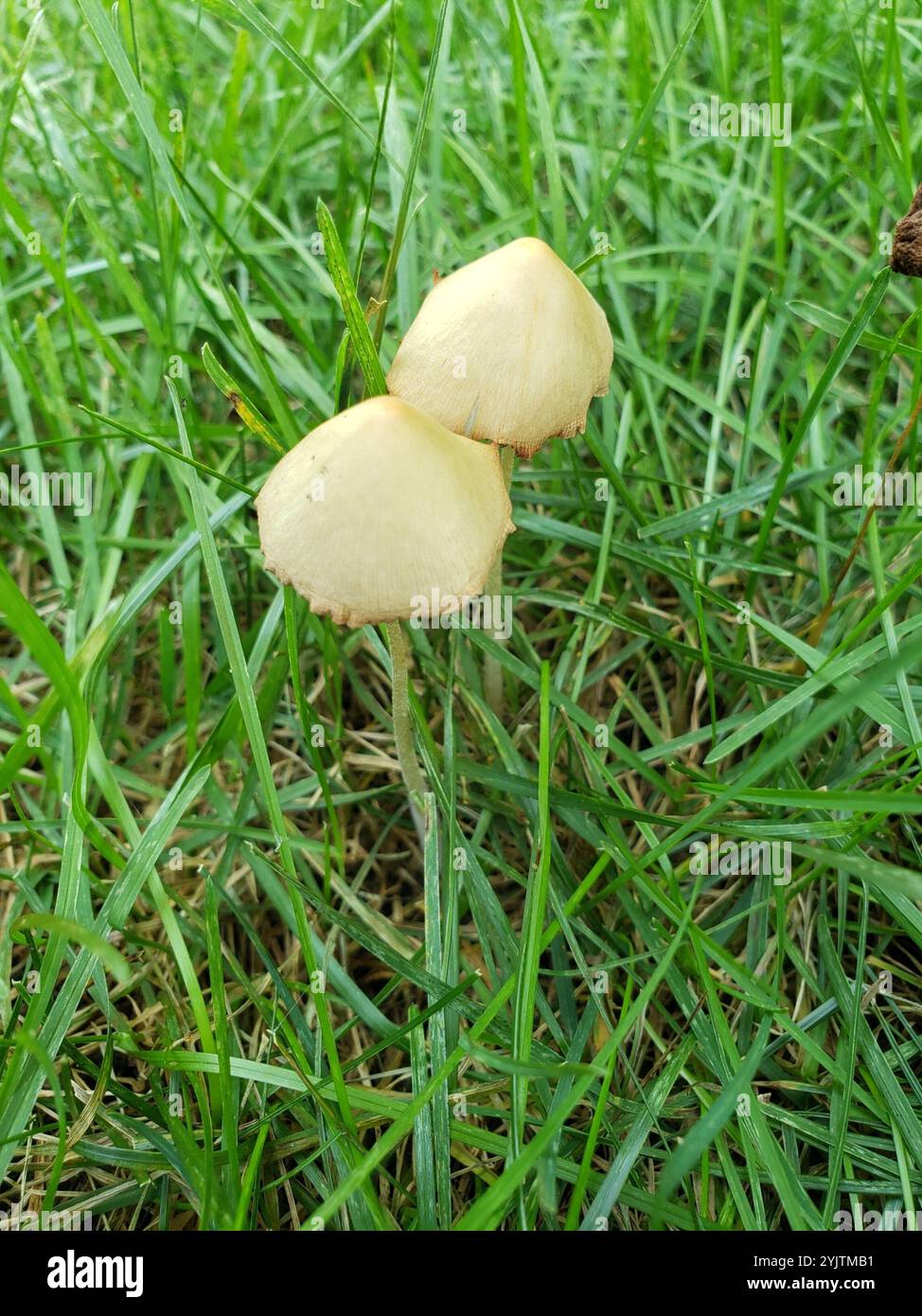 milky conecap (Conocybe apala Stock Photo - Alamy