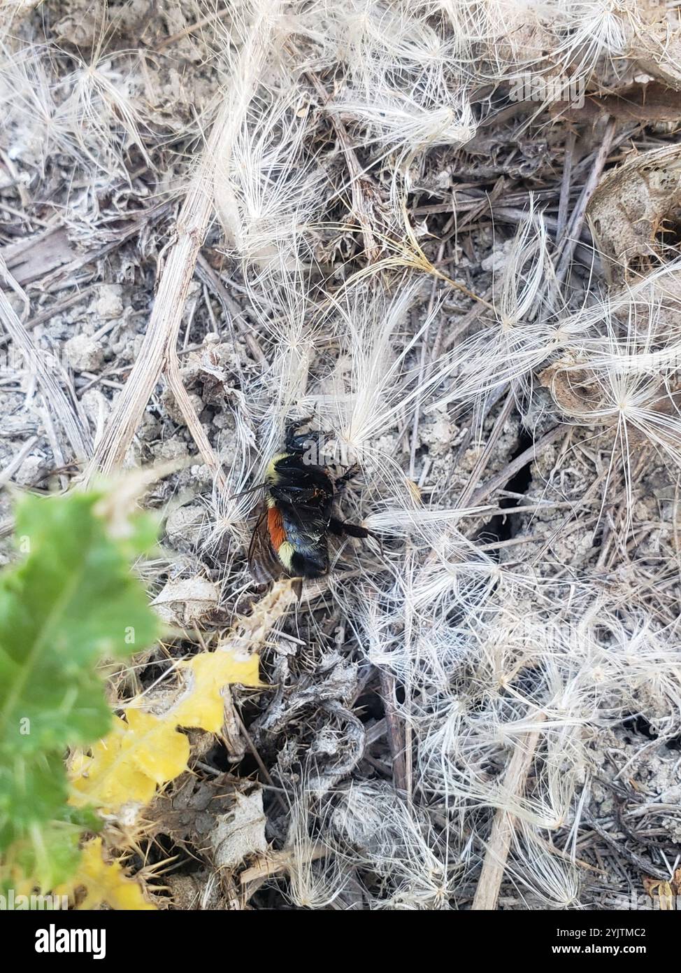 Hunt's Bumble Bee (Bombus huntii Stock Photo - Alamy