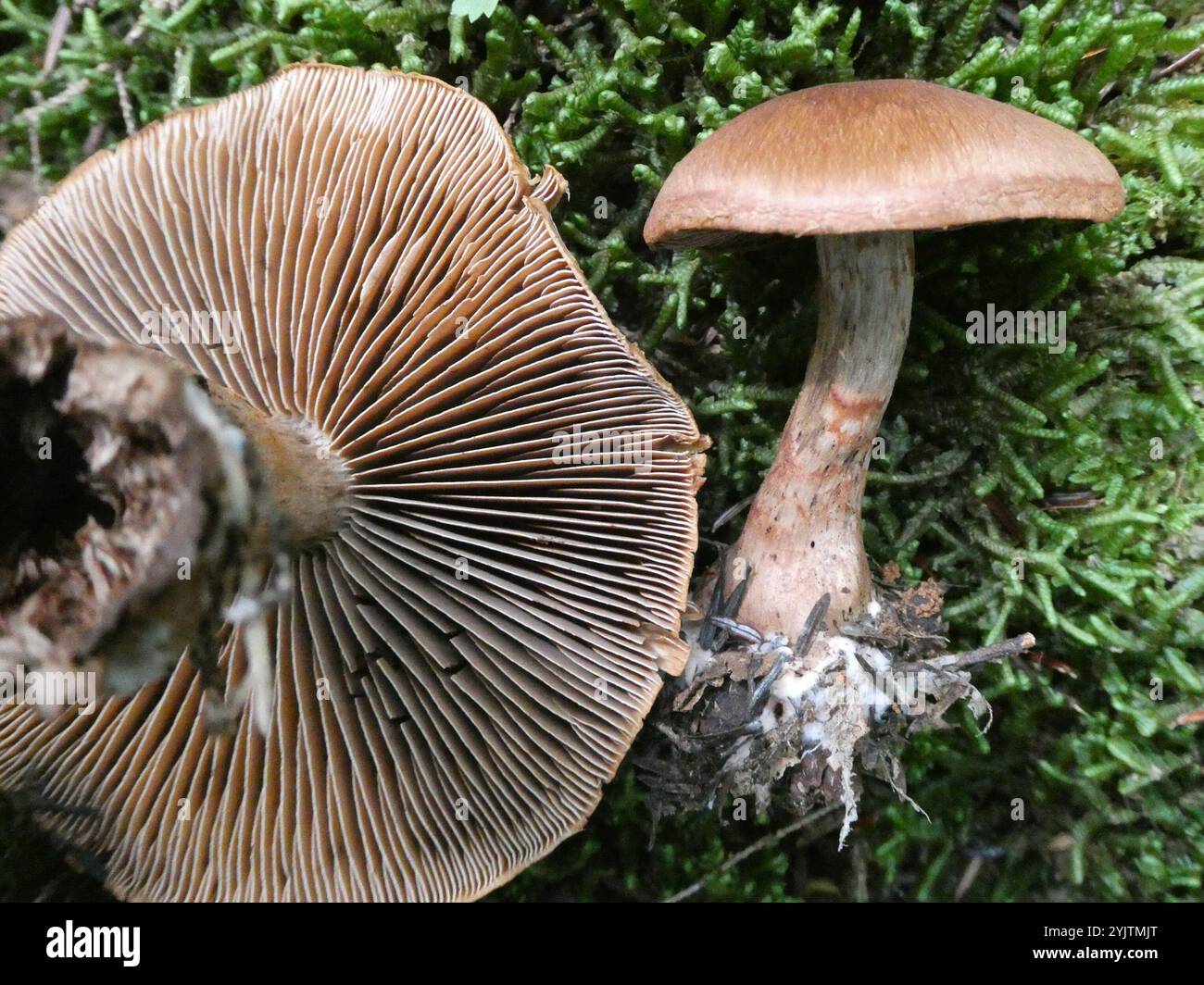 Red banded webcap hi-res stock photography and images - Alamy