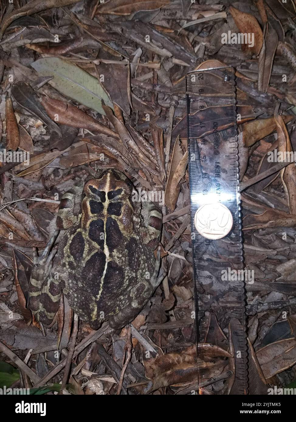 Western Leopard Toad (Sclerophrys pantherina Stock Photo - Alamy