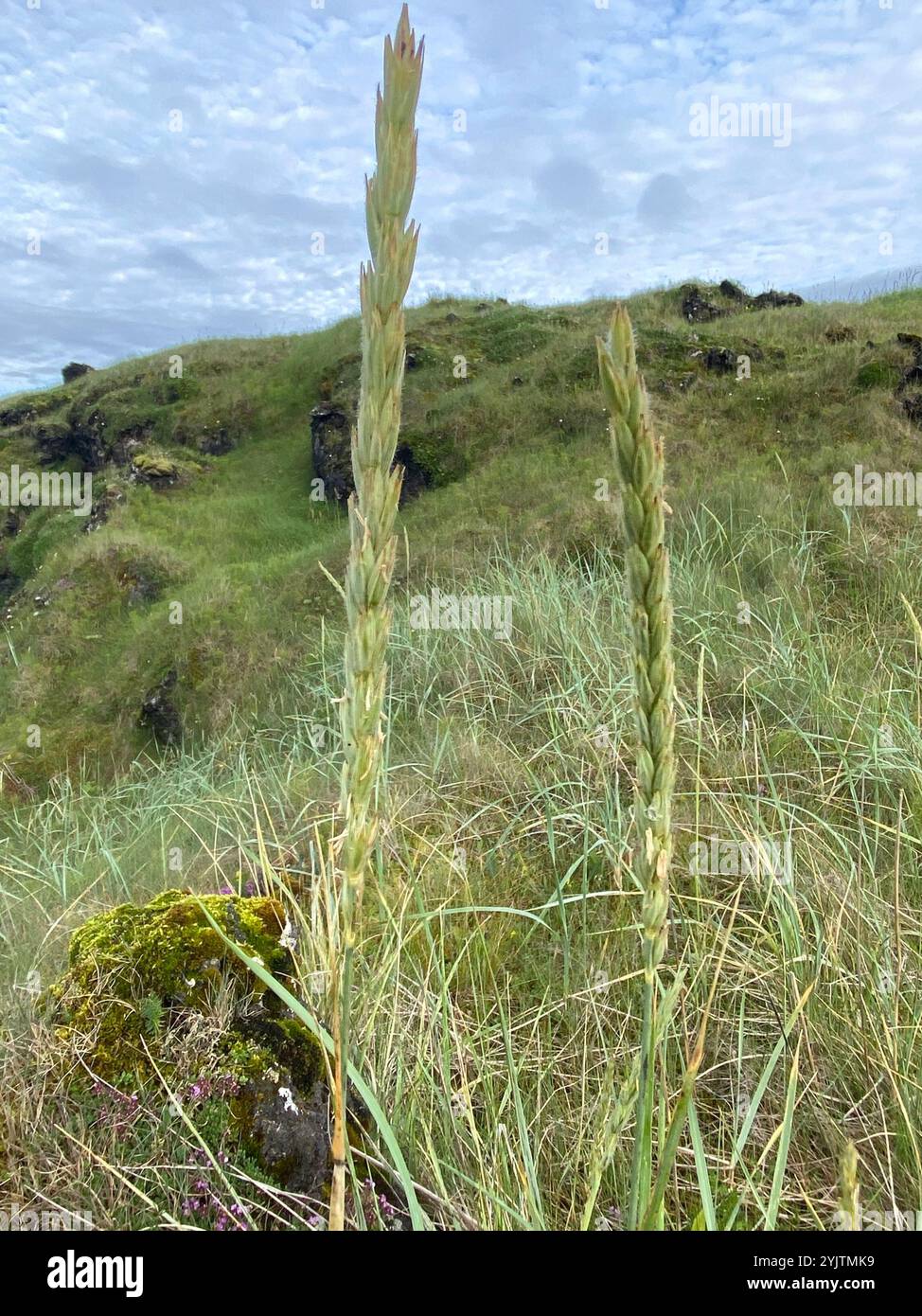 lyme grass (Leymus arenarius Stock Photo - Alamy