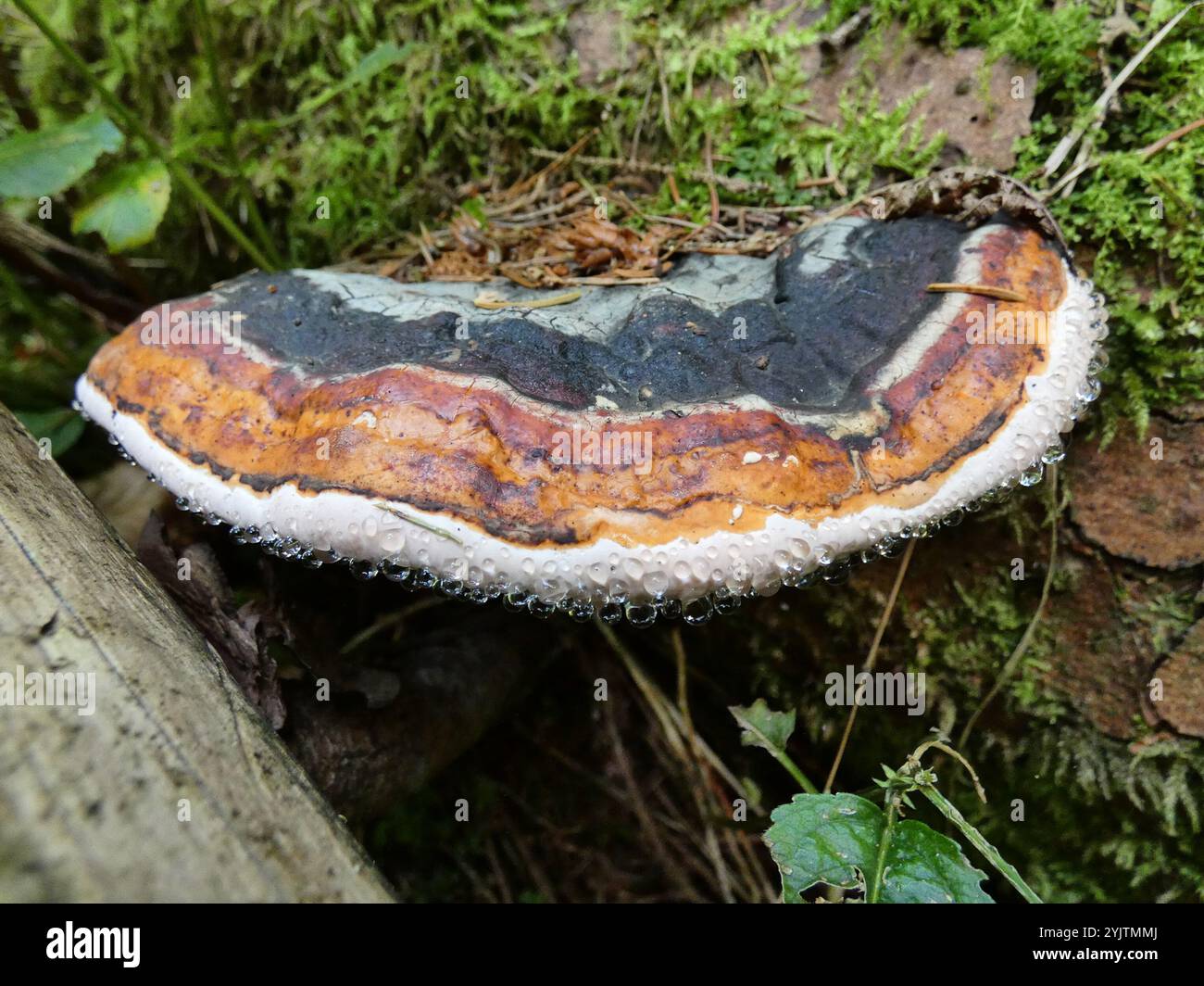 Red-banded Polypore (Fomitopsis pinicola Stock Photo - Alamy