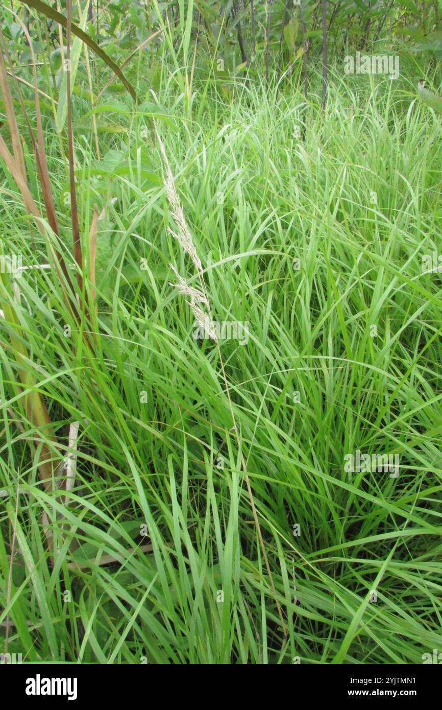 Purple Small-reed (Calamagrostis canescens Stock Photo - Alamy