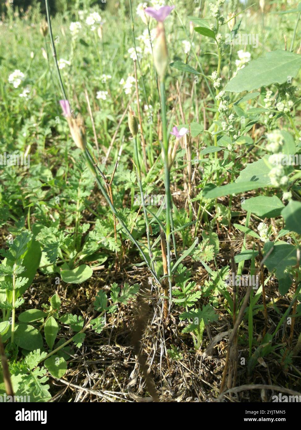 Petrorhagia prolifera hi-res stock photography and images - Alamy