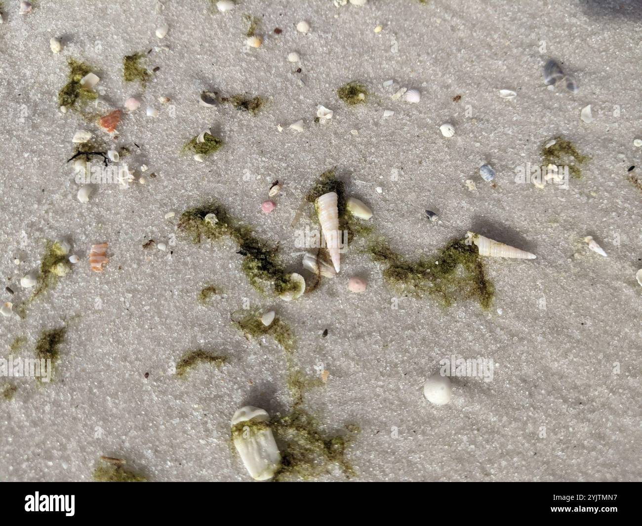 Boring Turretsnail (Turritella acropora Stock Photo - Alamy