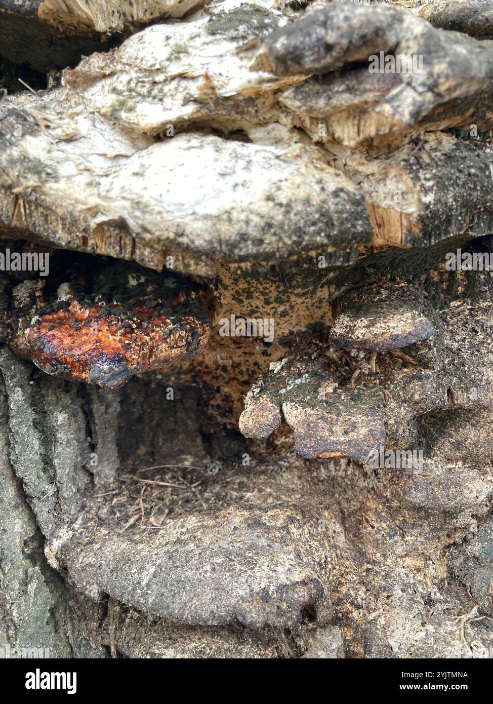 Climacodon septentrionalis hi-res stock photography and images - Alamy