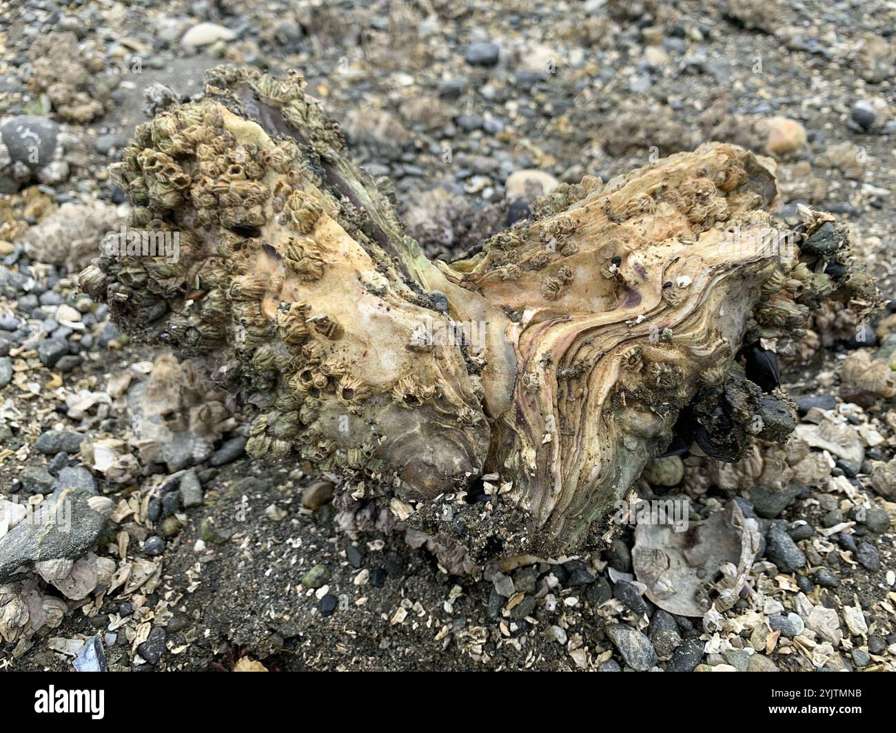 Magallana hi-res stock photography and images - Alamy