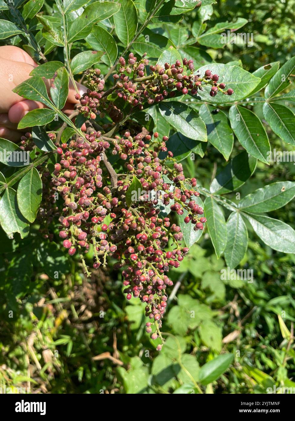 shining sumac (Rhus copallinum Stock Photo - Alamy