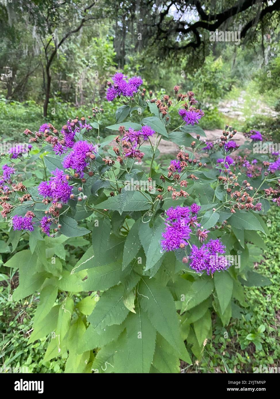 Western Ironweed (Vernonia baldwinii Stock Photo - Alamy