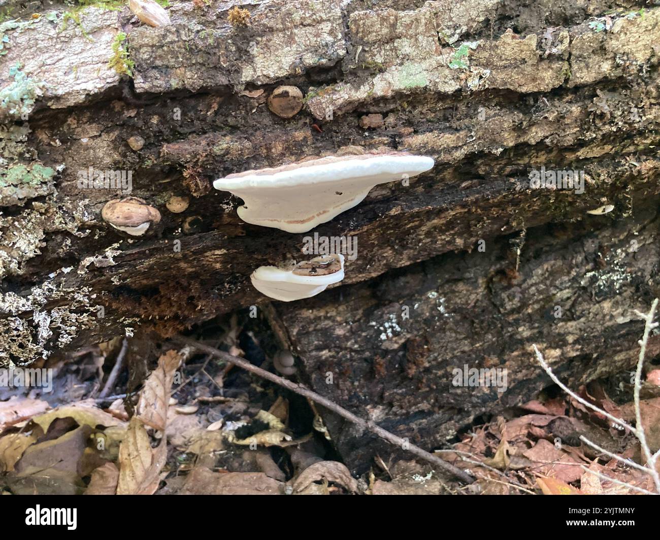 artist's bracket (Ganoderma applanatum Stock Photo - Alamy
