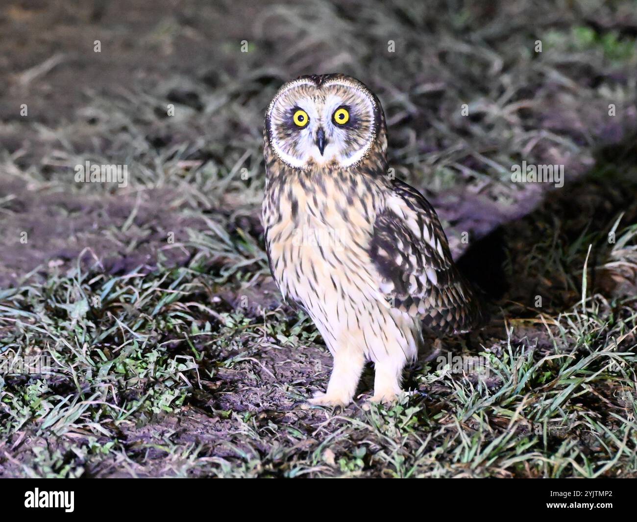 Short-eared Owl (Asio flammeus Stock Photo - Alamy
