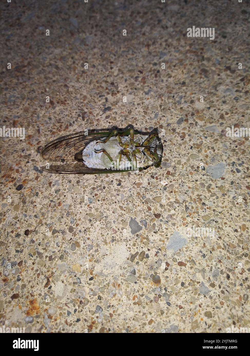 Common Swamp Cicada (Neotibicen tibicen tibicen Stock Photo - Alamy