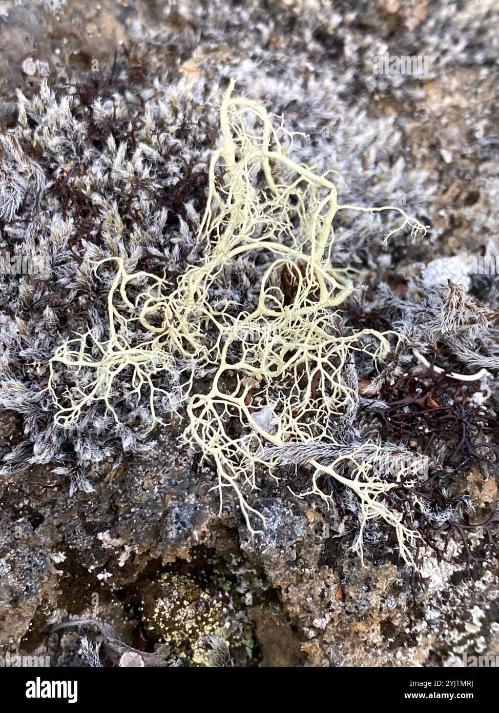 common lichens (Lecanoromycetes Stock Photo - Alamy