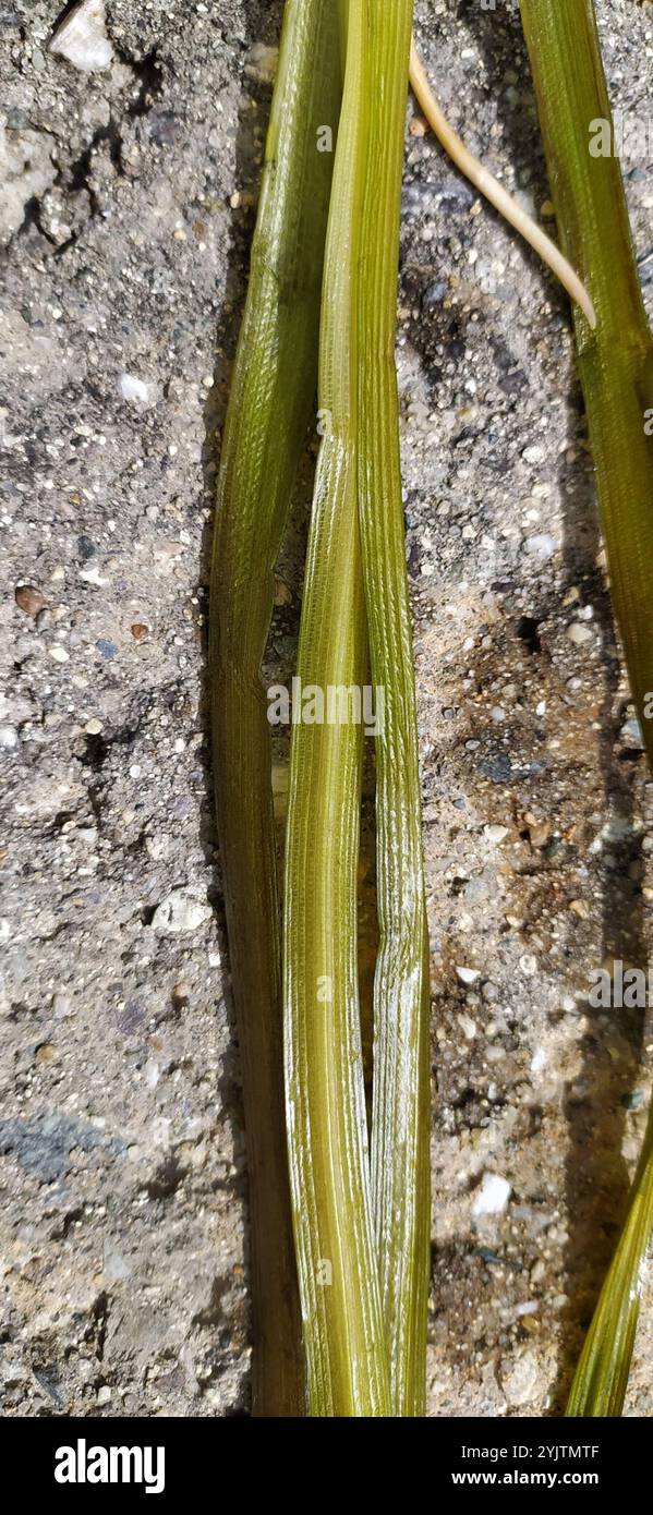 Sparganium emersum hi-res stock photography and images - Alamy