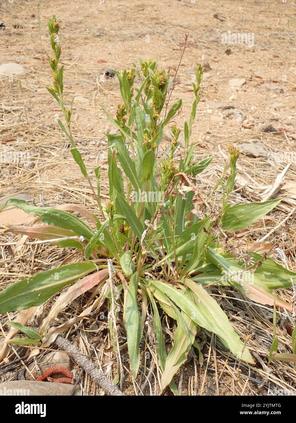 sticky pyrrocoma (Pyrrocoma lucida Stock Photo - Alamy