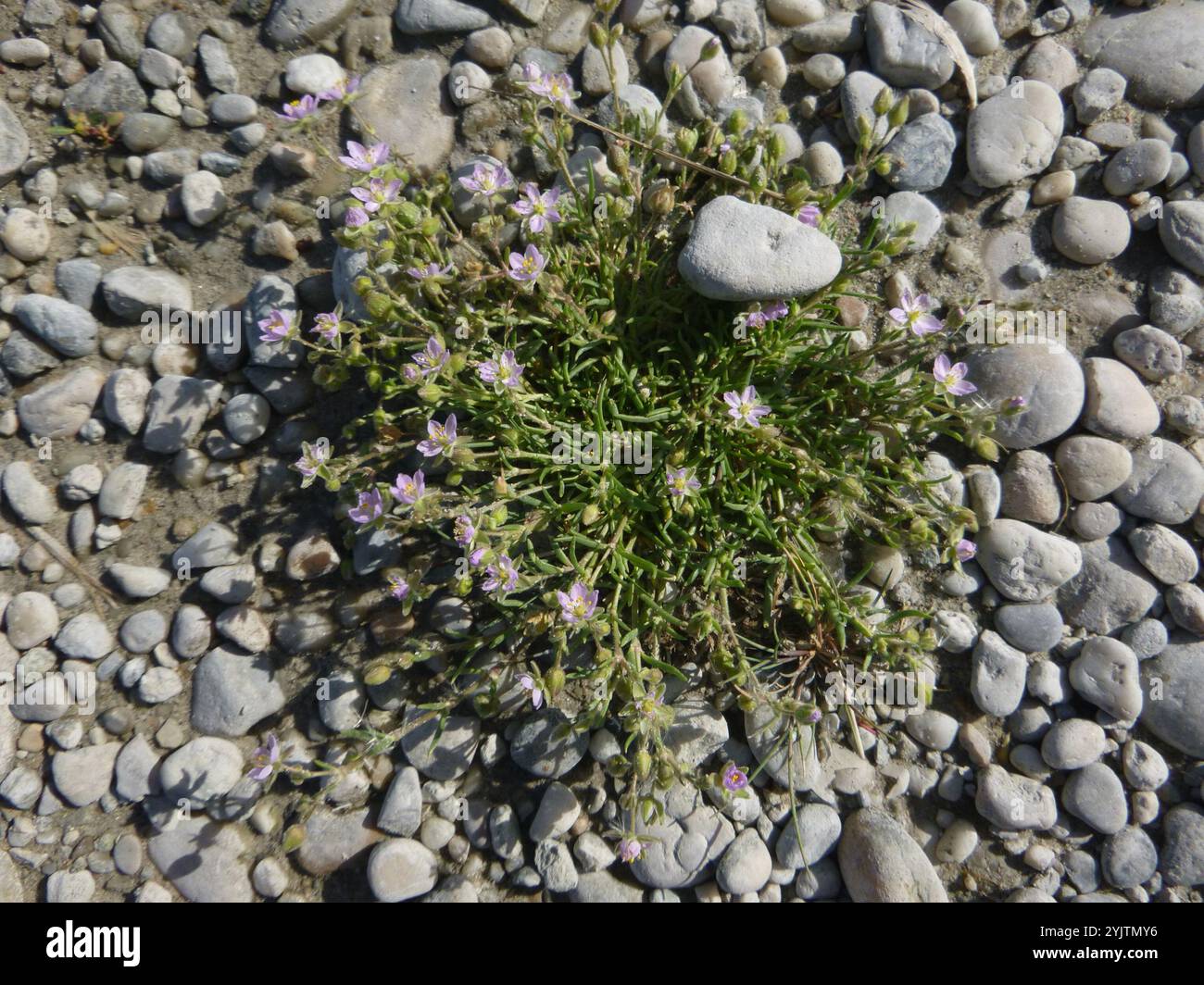 Spergularia media hi-res stock photography and images - Alamy
